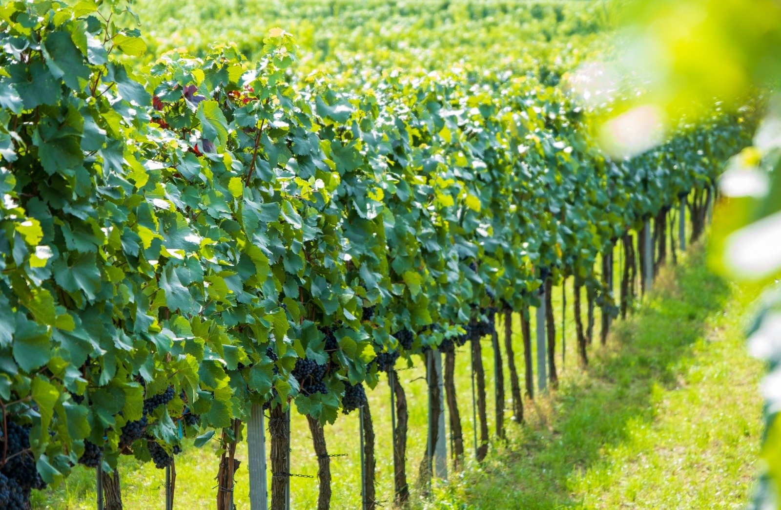 Discover the Best Wine Regions in Vienna | Leonardo Blog