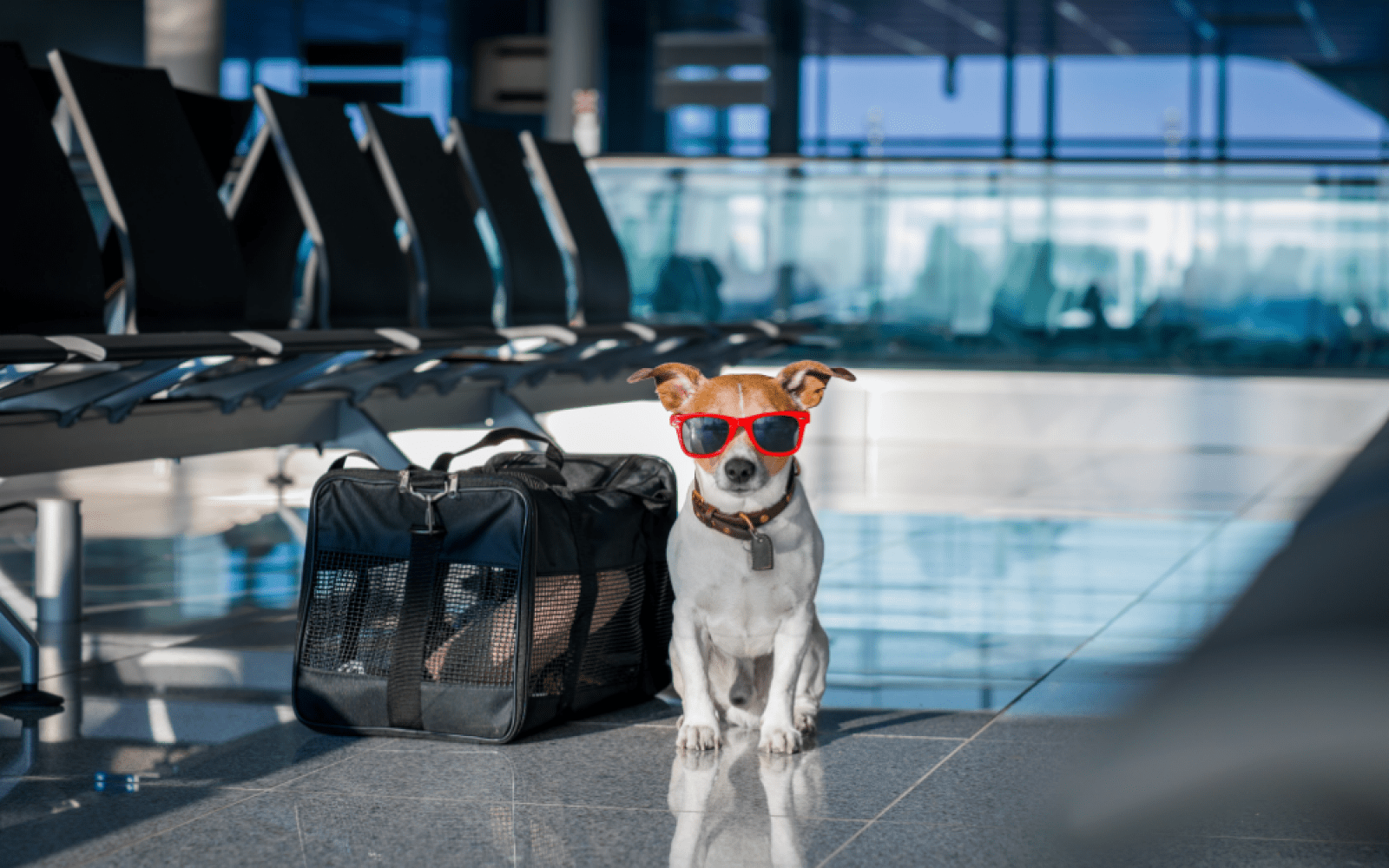 Tips for Flying with Your Pet | Blog | Leonardo Hotels